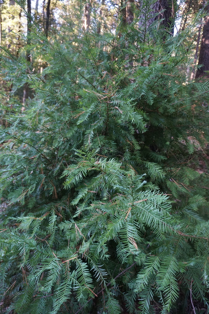 California torreya in October 2022 by Len Mazur · iNaturalist