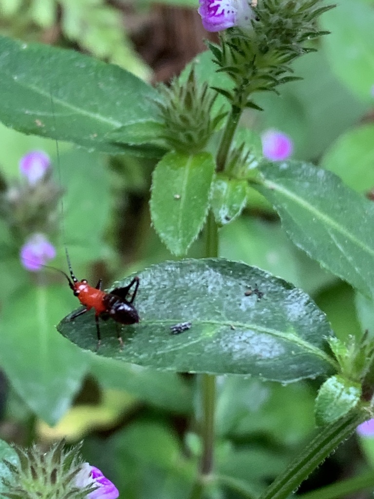Winged and Once-winged Insects from 獅頭山旅遊路線, 南庄鄉, TW on October 10 ...