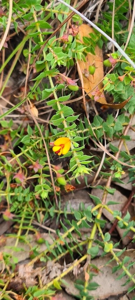 spiny bush-pea from Antigua QLD 4650, Australia on October 9, 2022 at ...