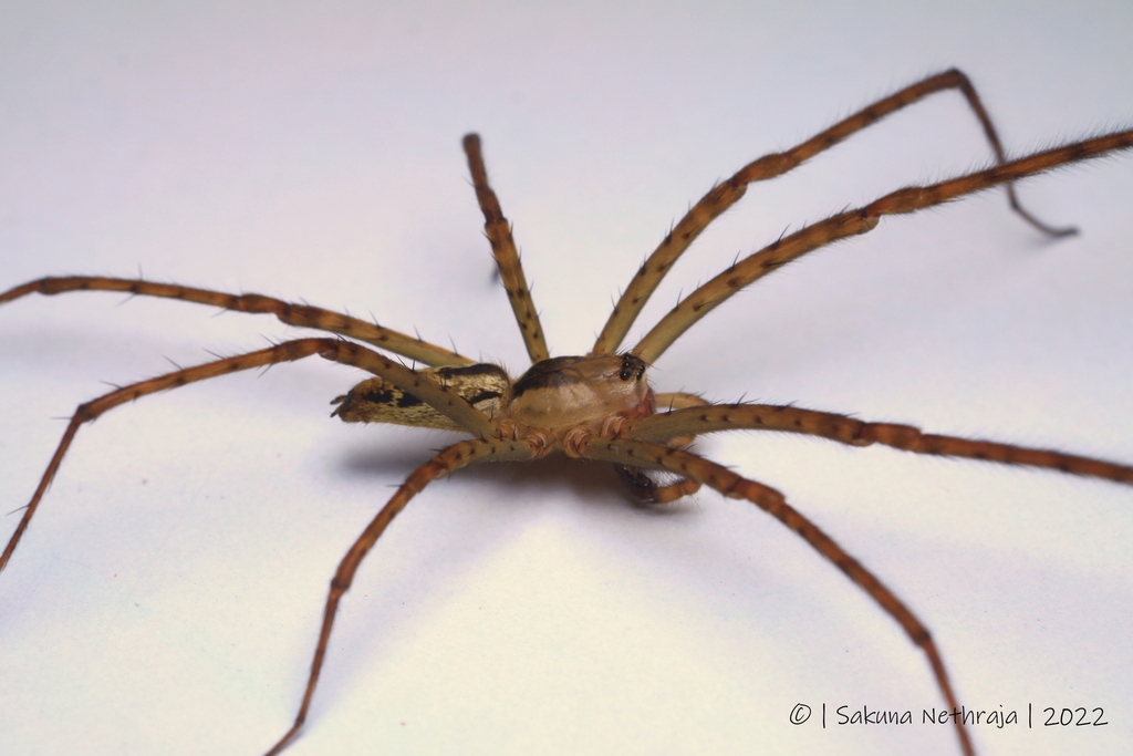 Psechrus hartmanni from Talawakale, Sri lanka on October 01, 2022 at 11 ...