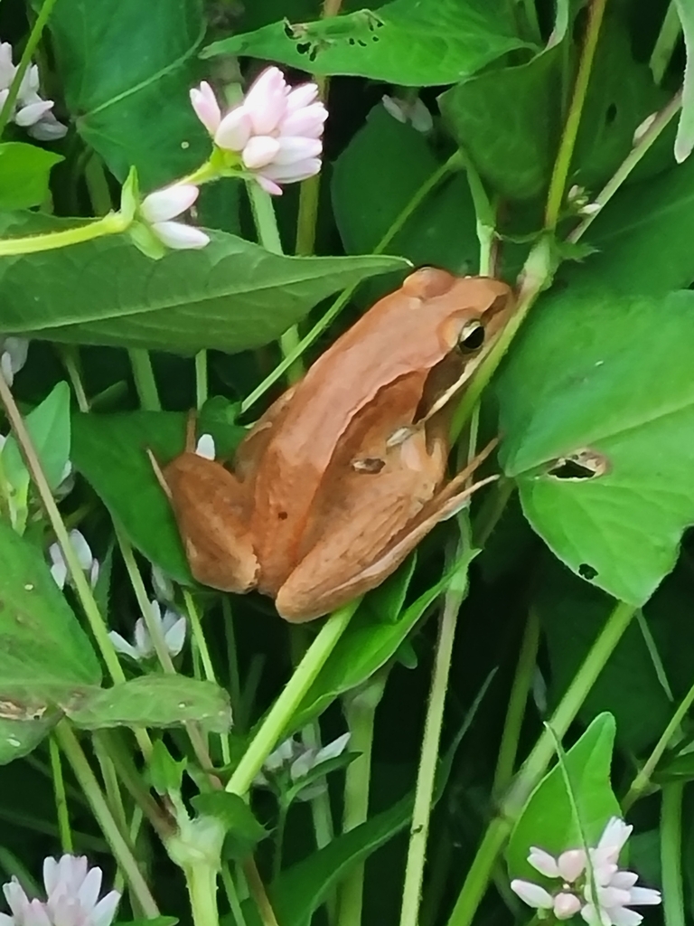 Korean Brown Frog from 대한민국 서울특별시 구로구 on September 30, 2022 at 05:26 PM ...