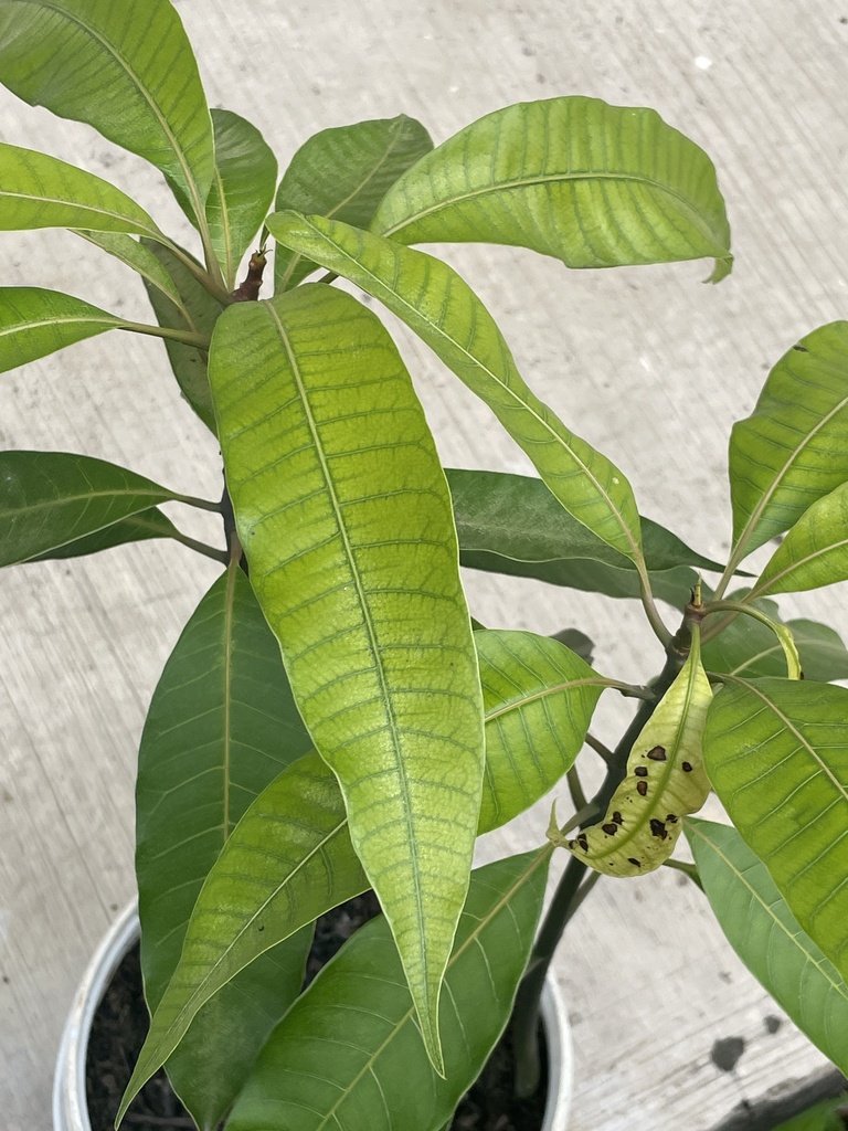 Indian mango from Calle Hipódromo, San Vicente Tancuayalab, San Luis ...