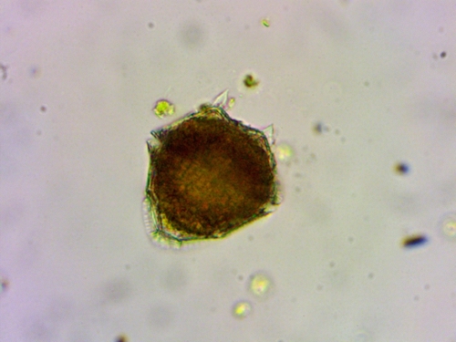 Peridinium bipes · iNaturalist United Kingdom