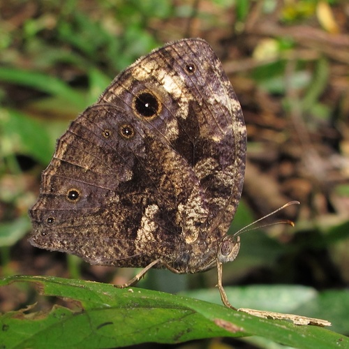 Bicyclus mandanes · NaturaLista Colombia