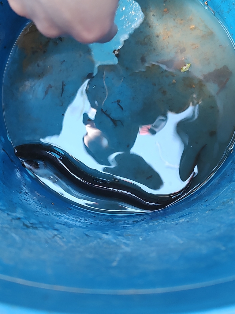 Western Lesser Siren in October 2022 by Dalton Lawing · iNaturalist