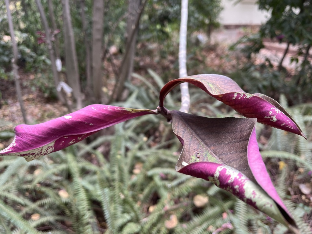 Crying Tree from Ring Road, Pretoria, GP, ZA on October 10, 2022 at 02: ...