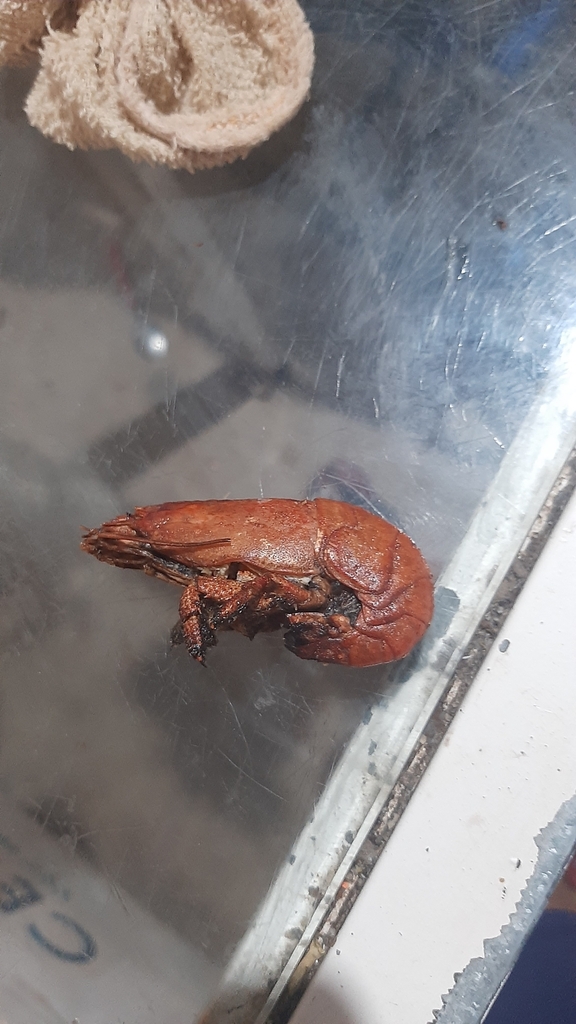 Blue Wood Shrimp from Aroeiras, Teresina - PI, Brasil on October 9 ...