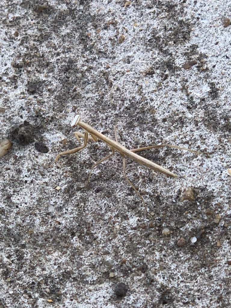 Coptopteryx from Chaco, AR on October 08, 2022 at 04:56 PM by Tutan ...