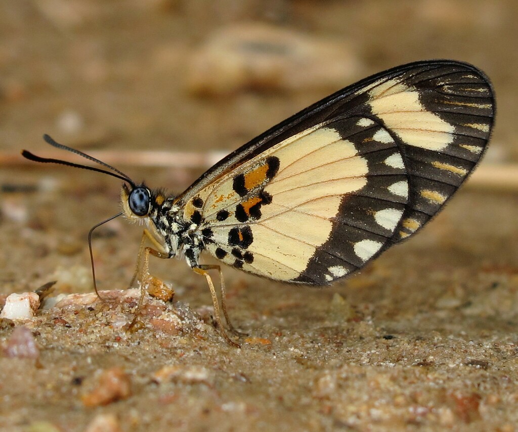 Orange-streak Acraea from Afadzato South, Ghana on October 13, 2011 at ...