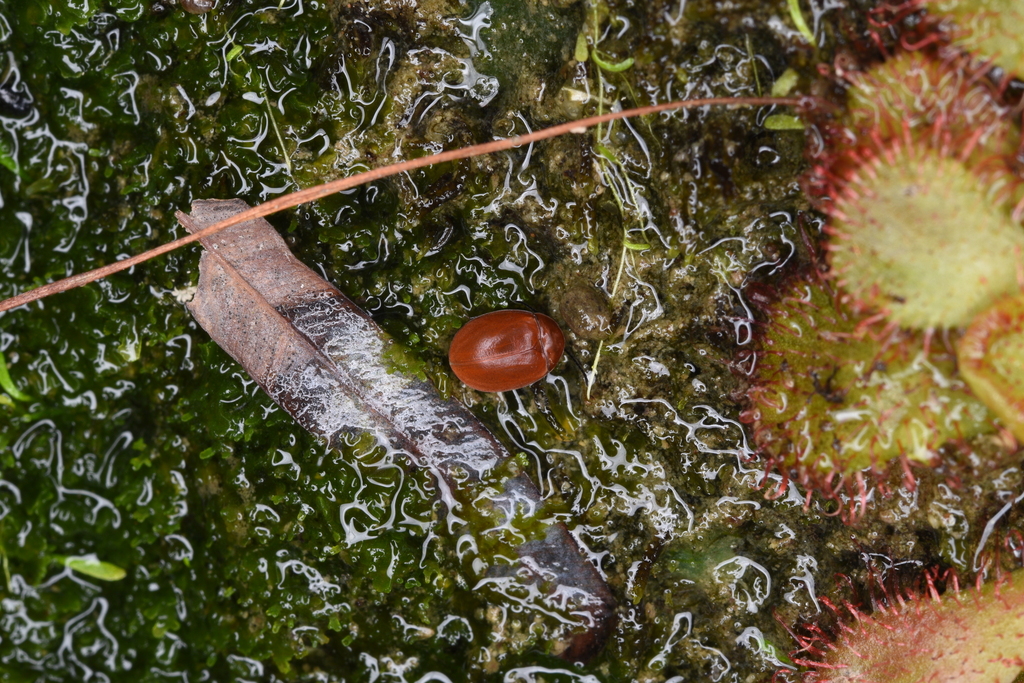 Water Penny Beetles from 香港大潭大潭水塘 on October 8, 2022 at 02:26 PM by ...