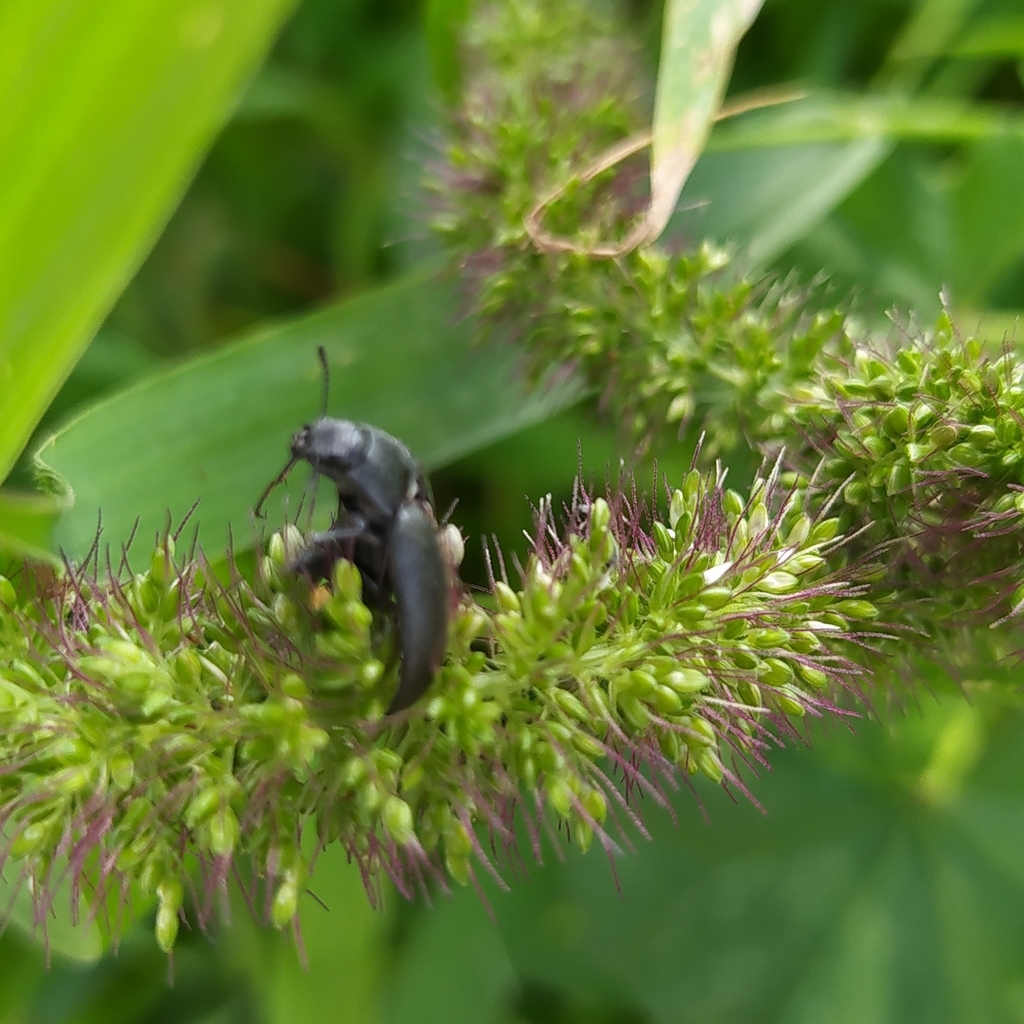 Water, Rove, Scarab, Long-horned, Leaf, and Snout Beetles from ...