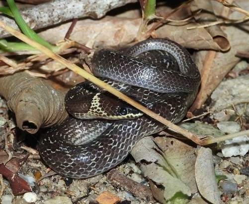Common Wolf Snake from Kuala Selangor, Selangor, Malaysia on October 8 ...