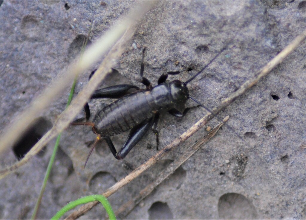 Spring Field Cricket from Parque Nacional Cerro de la Estrella, Ciudad ...