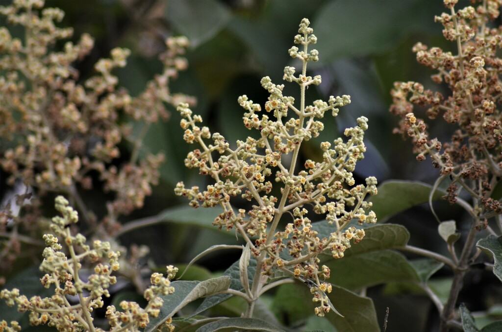 tepozan from Parque Nacional Cerro de la Estrella, Ciudad de México ...
