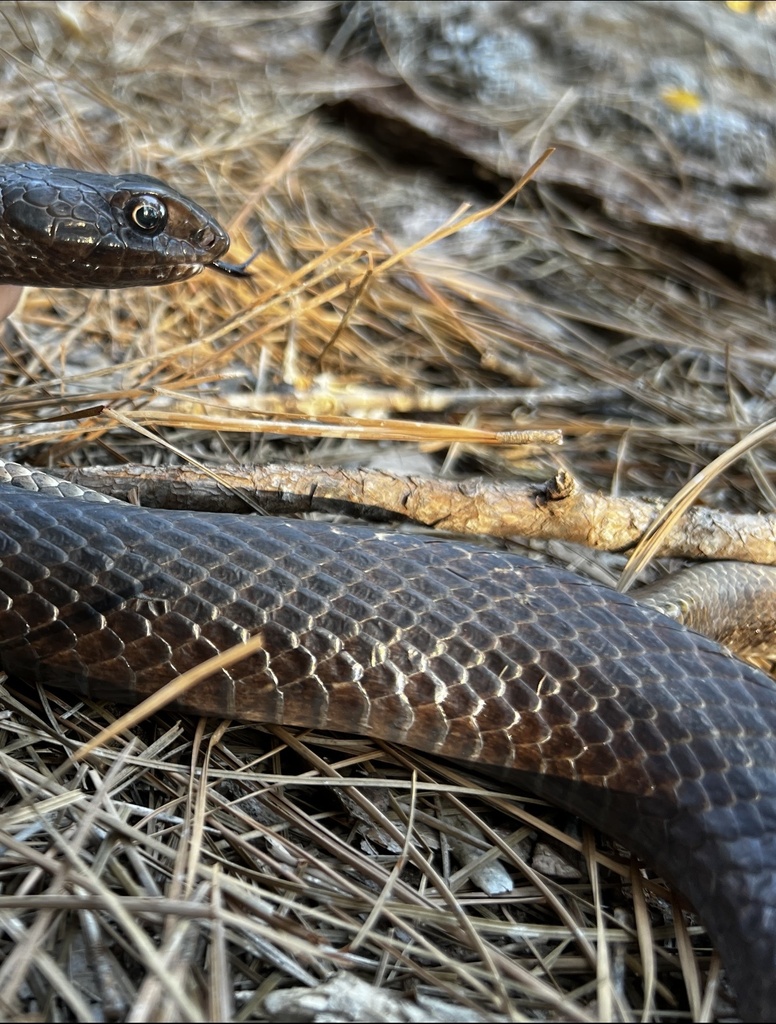 Eastern Coachwhip in October 2022 by Ian Meloni · iNaturalist