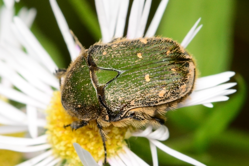 Blue Flower Chafer from 대한민국 강원도 원주시 on October 8, 2022 at 01:23 PM by ...