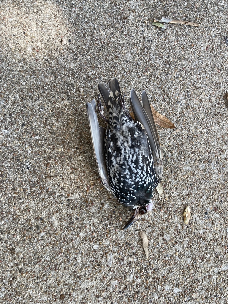European Starling from Texas A&M University, College Station, TX, US on ...