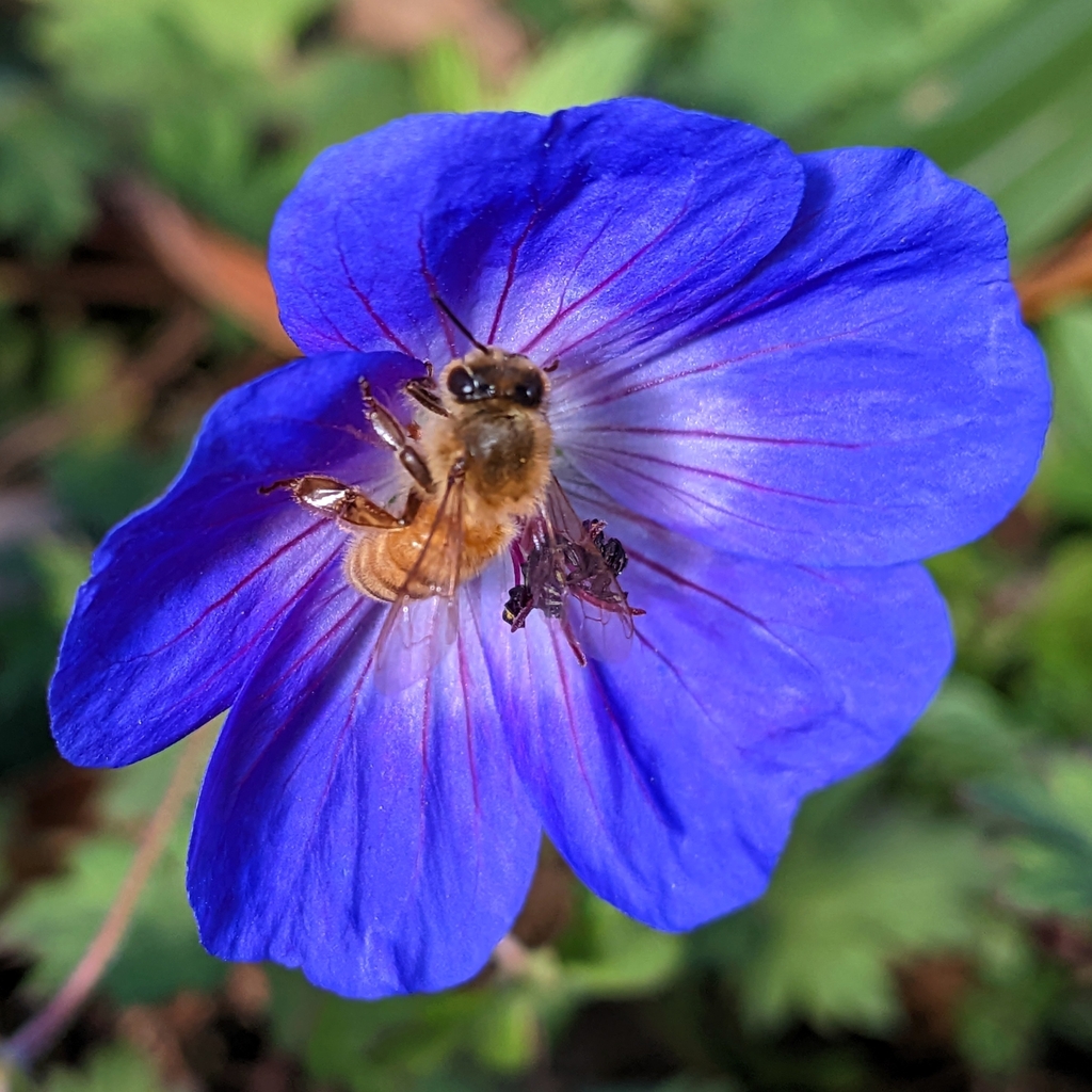 Western Honey Bee from Toronto, ON M6P 4G6, Canada on October 10, 2022 ...