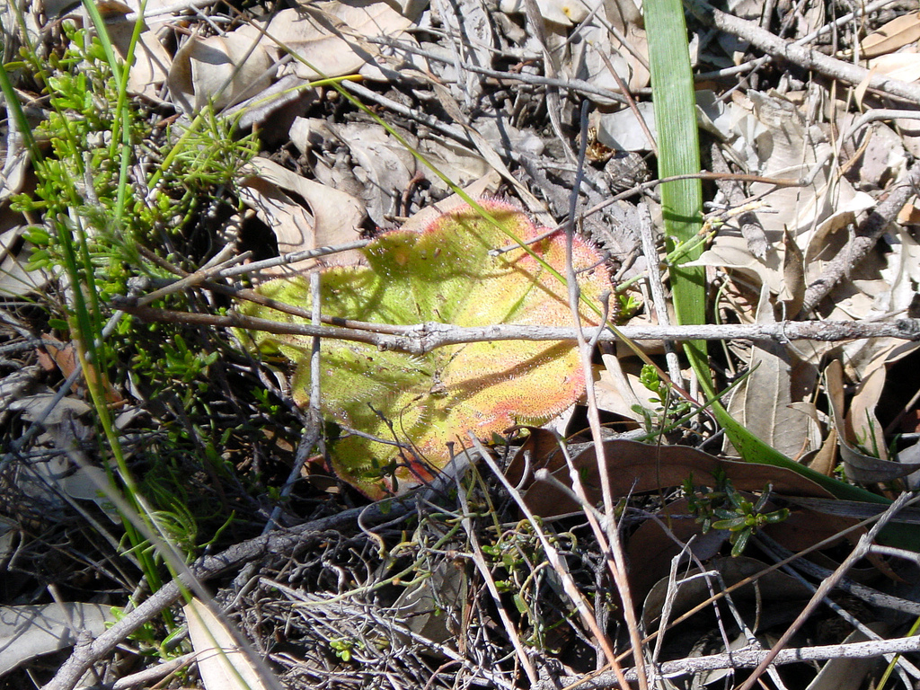 Drosera collina from Between Perth and Wubin on September 18, 2002 at ...