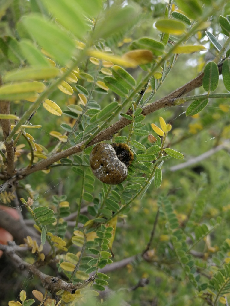 Southern Bolas Spider from Tequixquiac, State of Mexico, Mexico on ...