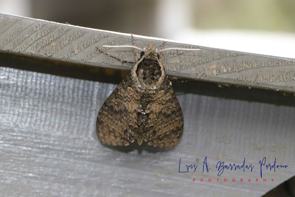 Occult Sphinx from Rancho El sinaí- Jilotepec, Ver., México on October ...