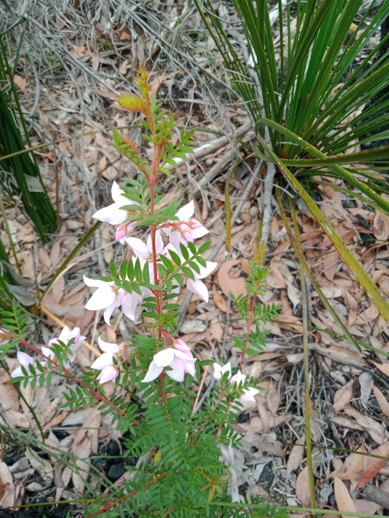 pale pink boronia from Centenary of ANZAC Reserve, Green Rd, Castle ...