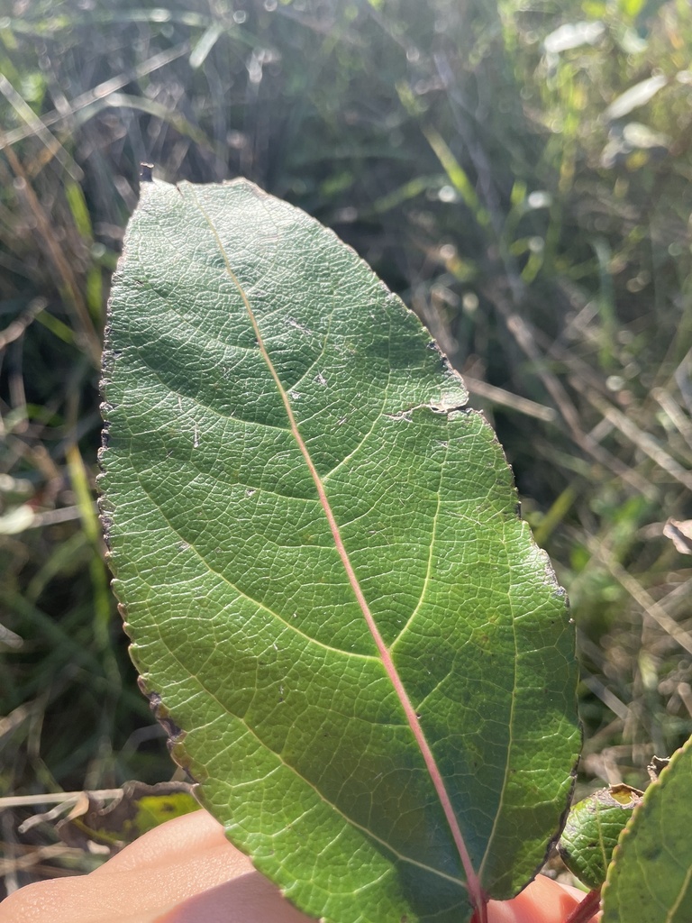 balsam poplar from Cape Breton Island, Cape Breton, NS, CA on October ...