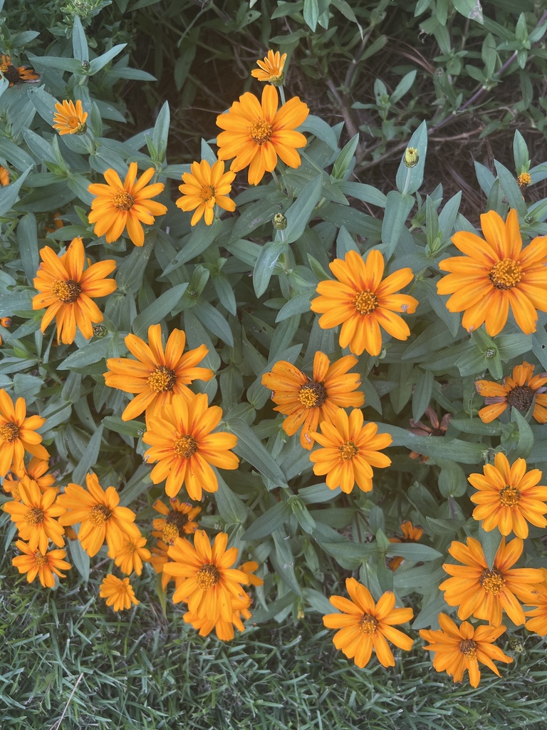 Zinnia angustifolia from Georgia College, Milledgeville, GA, US on ...