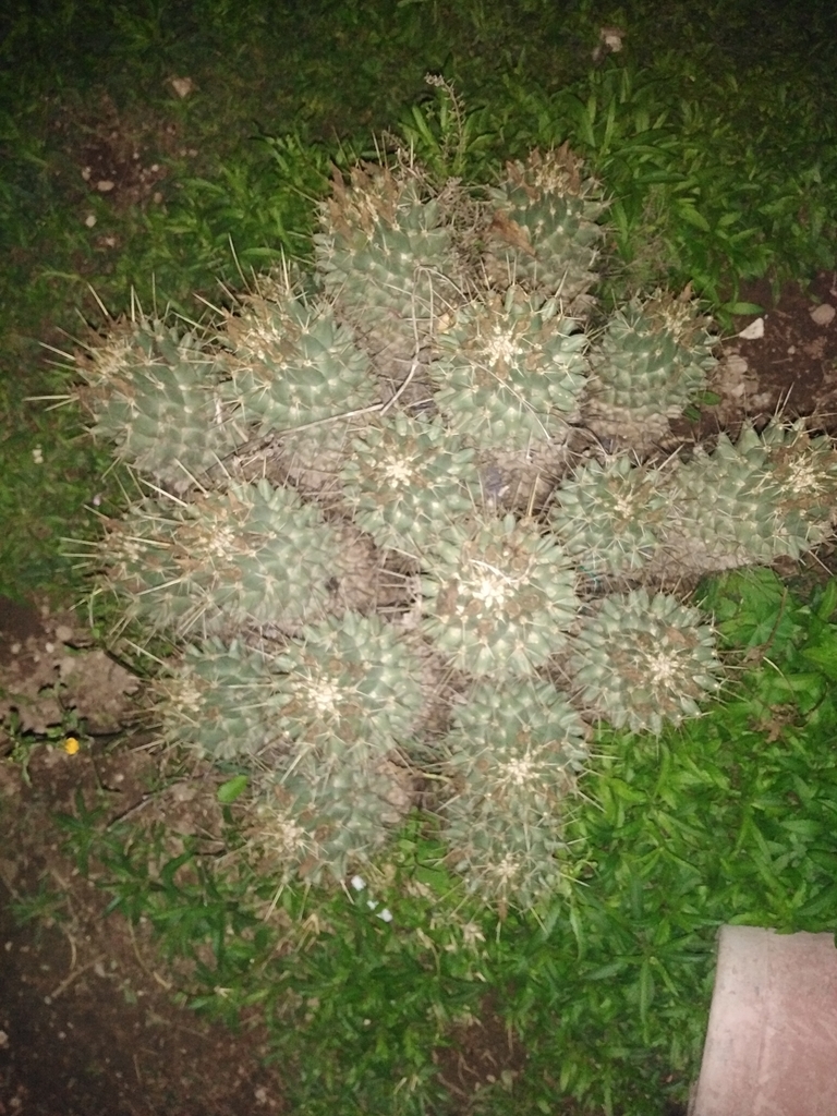 Coryphantha octacantha from La Sabinita on October 10, 2022 at 08:13 PM ...
