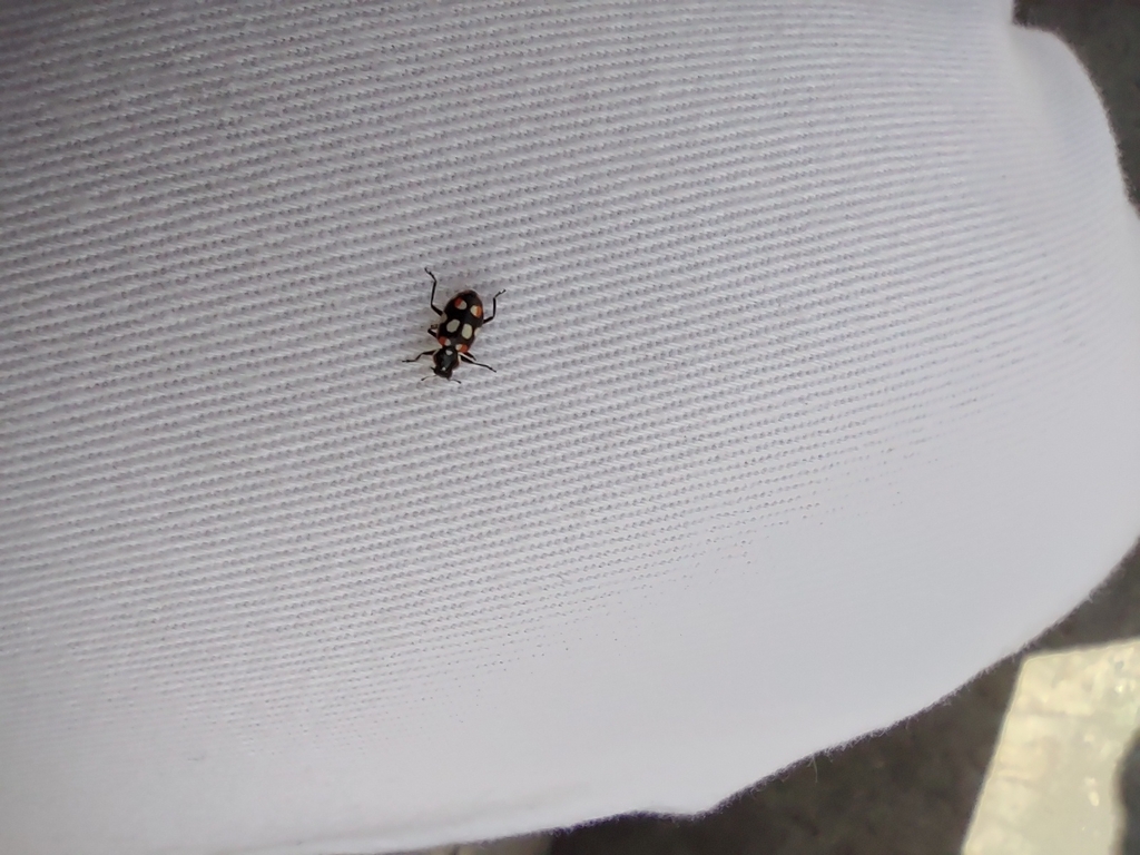 Eriopis connexa from Junín on October 08, 2022 at 11:38 AM by Rochi ...