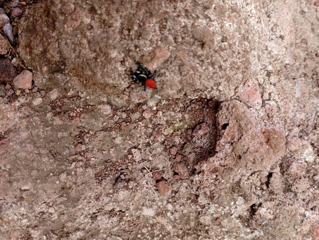Phidippus carneus from 82G3+9R Pirul de la Cruz, Tláhuac, 13115 Ciudad ...