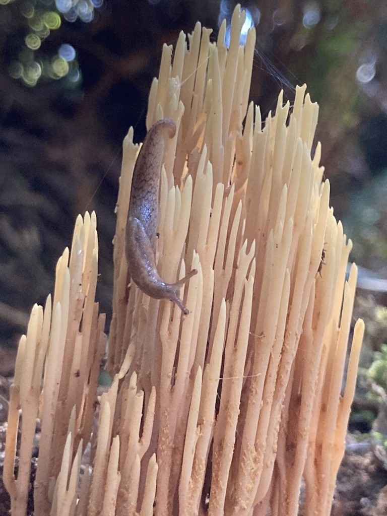 Taildropper Slugs from Arcata, CA, US on October 08, 2022 at 03:26 PM ...