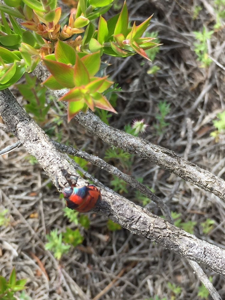 Red Jewel Bug from Ramsay Conservation Park, Ramsay, SA, AU on October ...