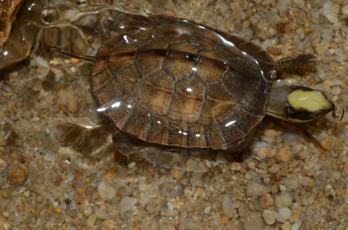 Chinese Three-striped Box Turtle (Subspecies Cuora trifasciata ...