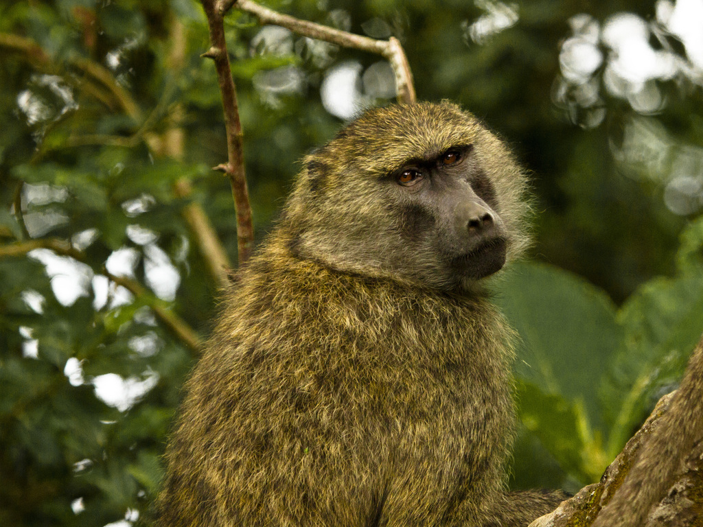 Olive Baboon from Arusha, Tanzania on September 21, 2014 at 09:22 AM by ...