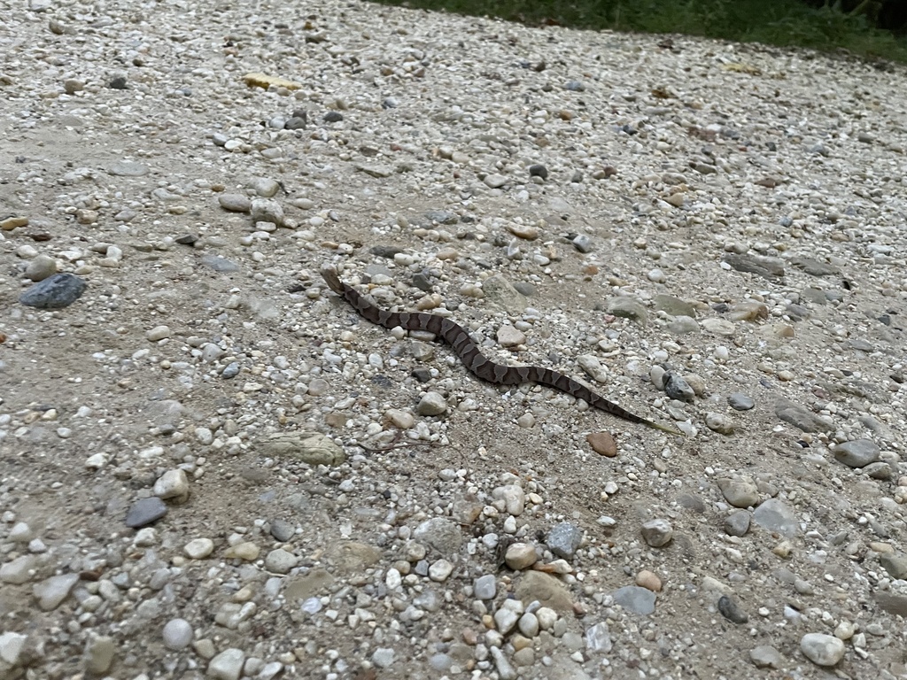 Eastern Copperhead in October 2022 by Rachel McGill · iNaturalist