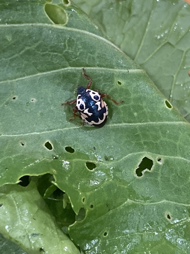 Anchor Stink Bug from Tennessee Ave, Chattanooga, TN, US on October 11 ...