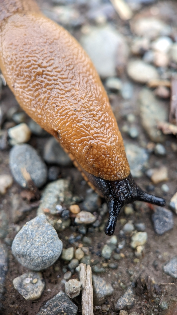 Arion Slugs from North Coast, BC V0T 1S0, Canada on October 11, 2022 at ...