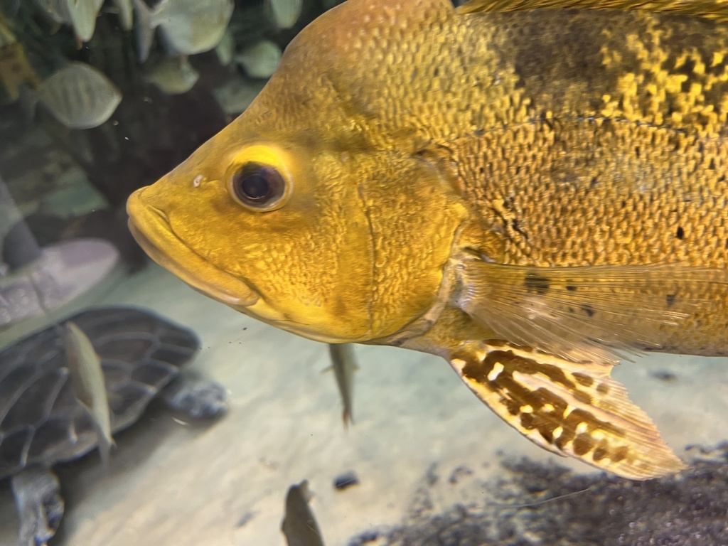 Peacock Bass Kelberi