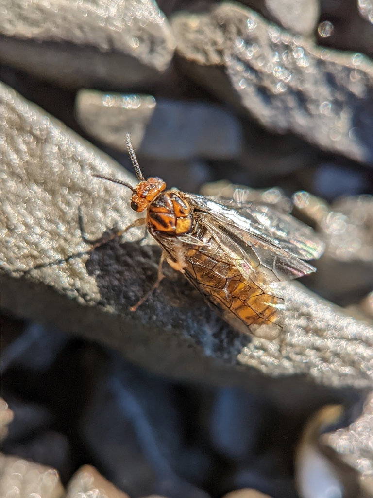 Typical Sawflies from North Coast, BC V0T 1S0, Canada on September 12 ...