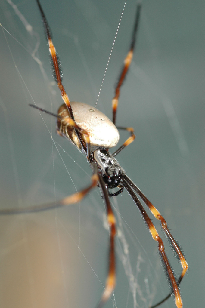Tiger Spider from Woolgoolga NSW 2456, Australia on February 6, 2005 at ...