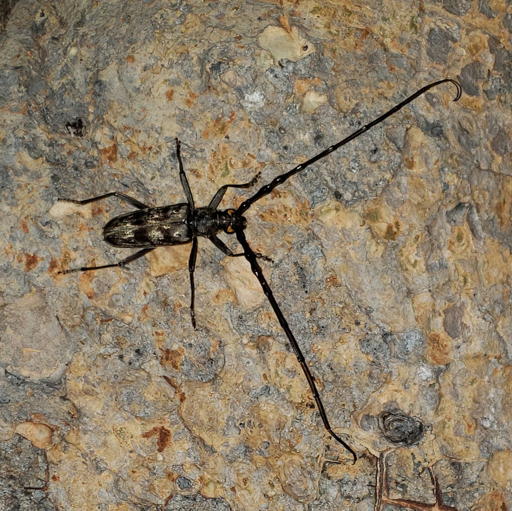 Trirachys externus from Broome WA, Australia on October 10, 2022 at 10: ...