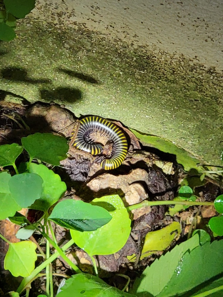 Milpies de bandas amarillas desde Puerto Rico, Vega Baja, Puerto Rico ...