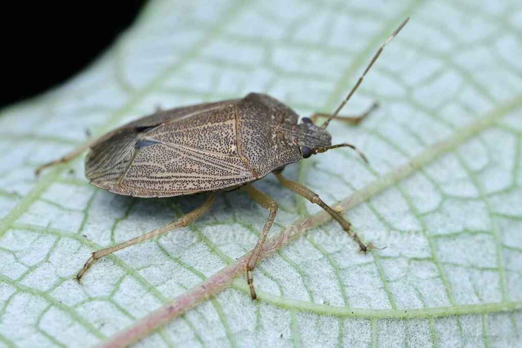 Caystrus obscurus from 中国福建省龙岩市新罗区 on October 3, 2022 at 10:19 PM by 石柒 ...