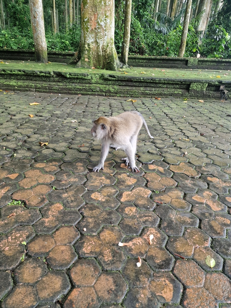 Long-tailed Macaque from Sangeh, Abiansemal, Badung Regency, Bali ...