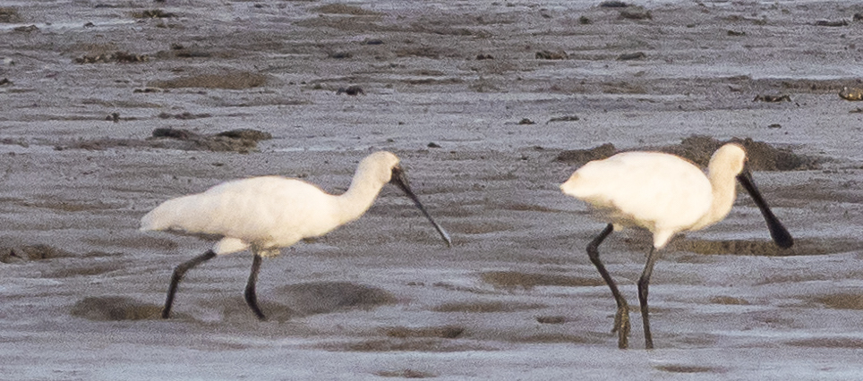 Royal Spoonbill from South Fly, Western, Papua New Guinea on October 11 ...