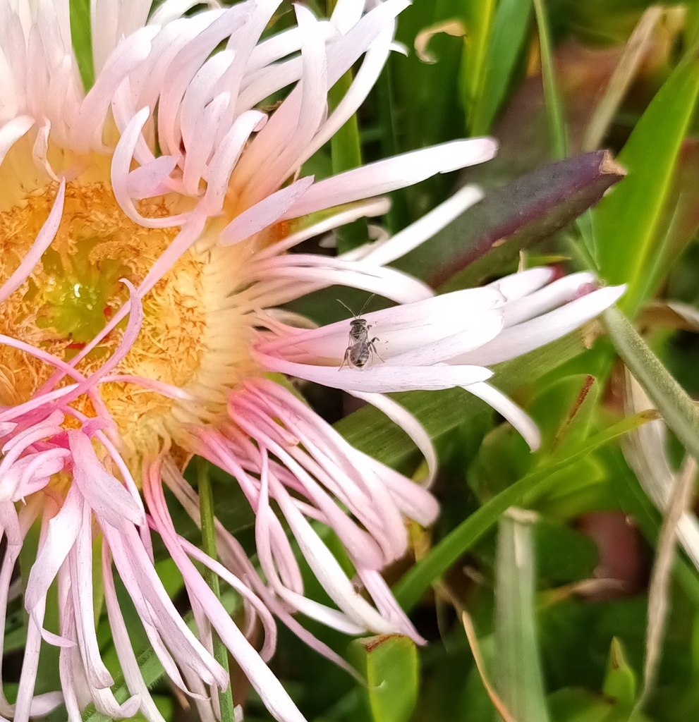 flowering plants from Surf Beach VIC 3922, Australia on October 11 ...