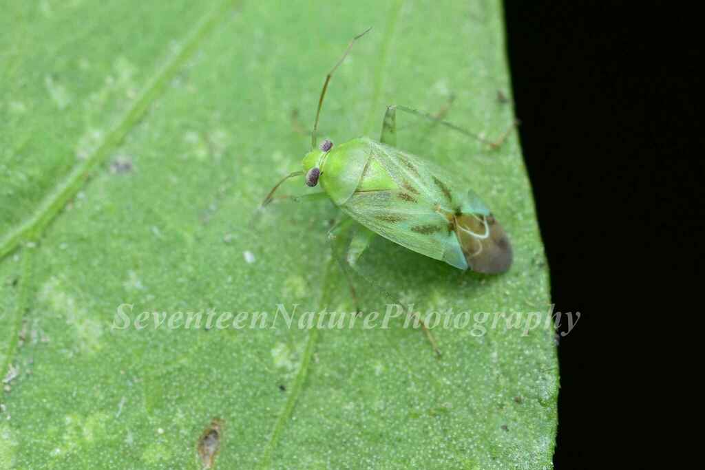 Broken-backed Bug from 中国福建省龙岩市新罗区 on October 03, 2022 at 10:47 PM by ...