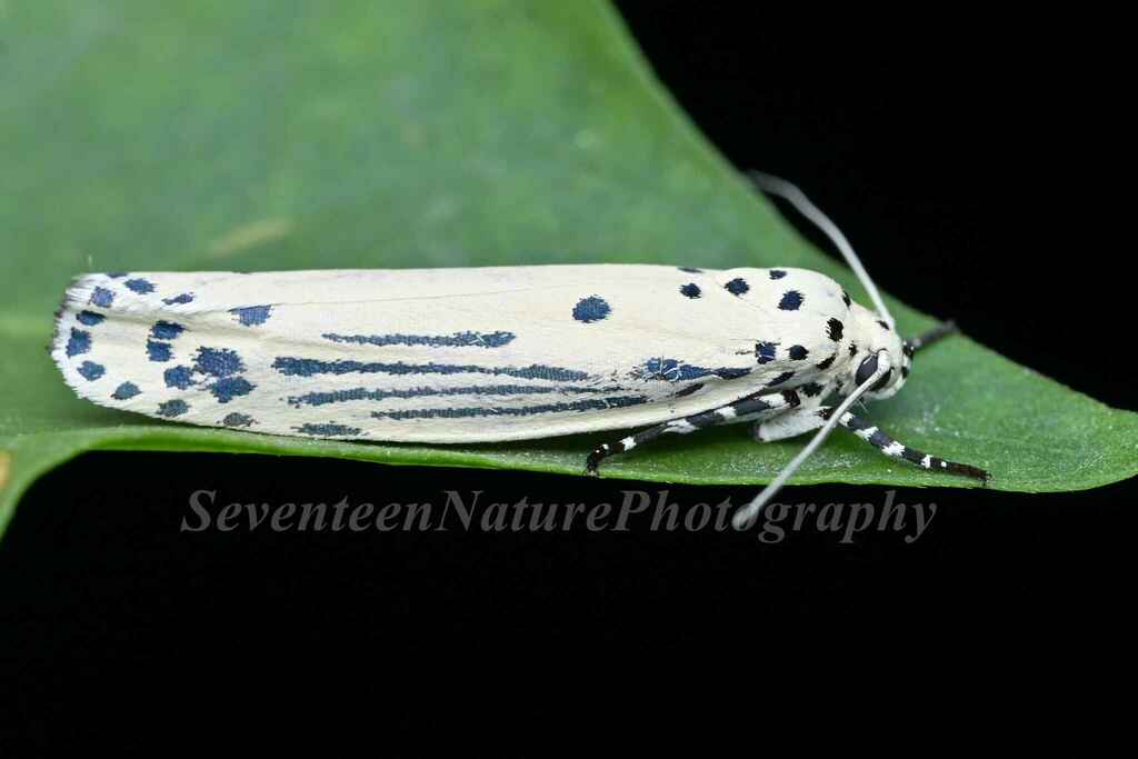 Ethmia lineatonotella from 中国福建省龙岩市新罗区 on October 3, 2022 at 10:57 PM ...