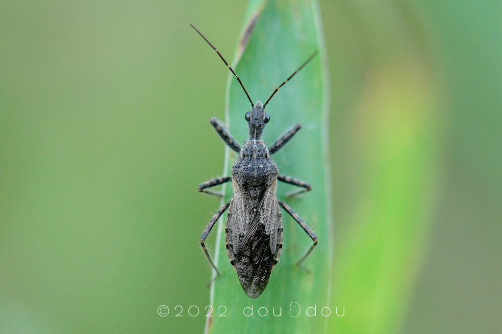 Coranus fuscipennis from 中国江苏省南京市浦口区老山 on October 1, 2022 at 03:59 PM ...